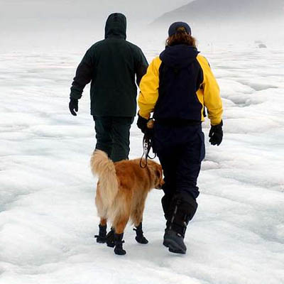 Cadaver Dogs: When They Find Human Remains | SuicideCleanup.com